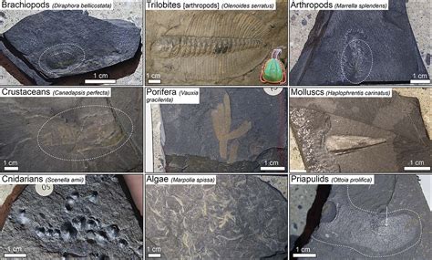 The Spectacular Burgess Shale Fossil Beds