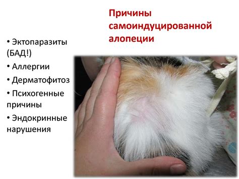 Заболевания кожи кошек ассоциированные с аллергией презентация онлайн