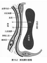 气血屏障 360百科