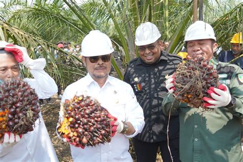 Mentan Panen Perdana Kelapa Sawit Program Peremajaan Sawit Rakyat Di Sumsel – podzolik.com