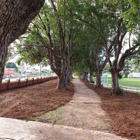 Tree Services Brisbane Tree Removals Stump Grinding Lopping Pruning