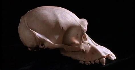 Modern Human And Chimp Vs Australopithecus A Remains Comparative