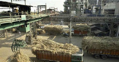Sugarcane Production Latest News And Update On Sugarcane Production
