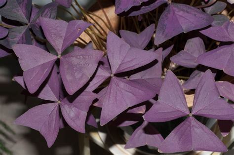 Oxalis Triangularis Garden Diary