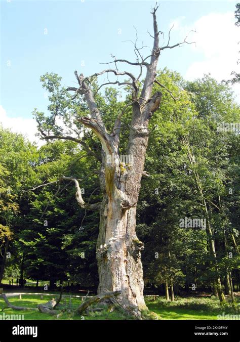 Common Oak Pedunculate Oak English Oak Quercus Robur Quercus
