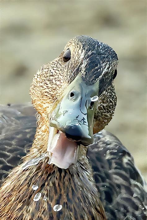 Happy Mallard Photograph By Steve Gass Fine Art America