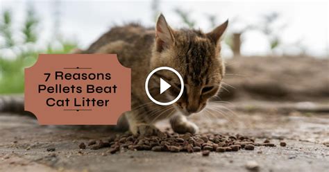 7 Tips To Clean Cat Pee From Rug Effectively