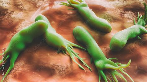 Campylobacter Jejuni Bacteria Scanning Electron Microscope Closeup D Rendering Stock