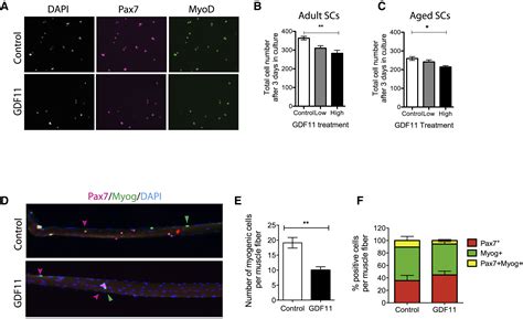 GDF Increases With Age And Inhibits Skeletal Muscle Regeneration Cell Metabolism