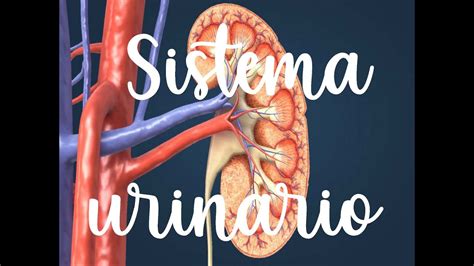 Sistema Urinario Youtube