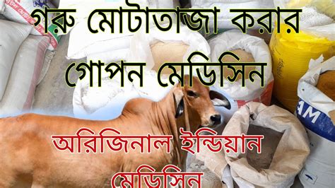 গরু মোটাতাজা করার গোপন মেডিসিন।। Youtube