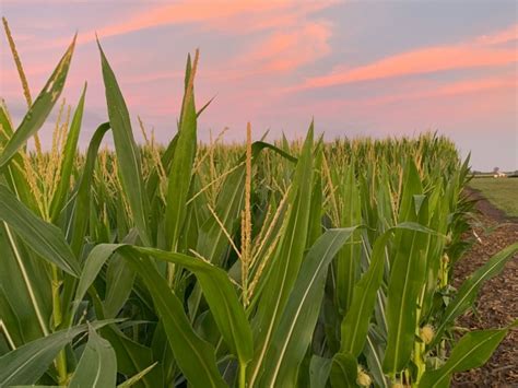 Bayer Showcases Leadership in Breakthrough Innovations and Sustainable, Tailored Solutions to ...