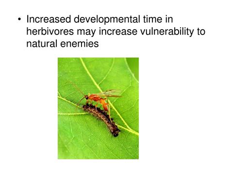 Ppt Manipulation Of Tritrophic Interactions For Ipm Powerpoint
