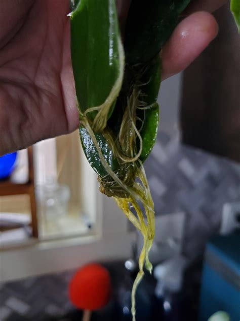 Propagating Christmas Cactus R Houseplants