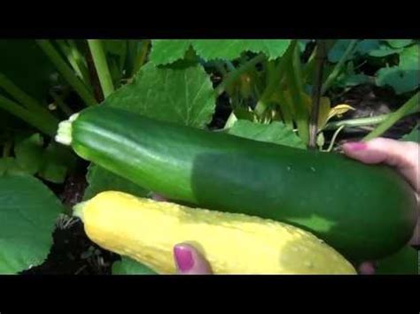 Top Easiest Vegetables To Grow For Beginning Gardeners Pondic