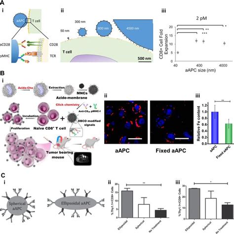 Different Factors Of Artificial Antigen‐presenting Cells Aapcs Affect