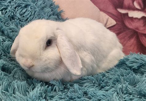 Lee Anne Welcomes Perfect Addition Lily Rabbit Mirage News
