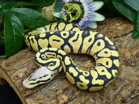 Cb23 Pastel Desert Ghost 66 Het Clown Ball Python By Eves Temptations