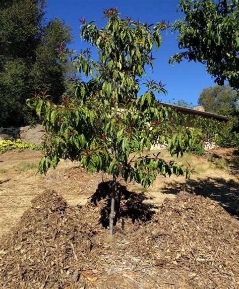 Using Wood Chips As Mulch For Fruit Trees Greg Alders Yard Posts