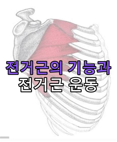 전거근의 기능과 전거근 운동 당감동피티 당감동pt 당감동헬스장 부암동헬스장 네이버 블로그