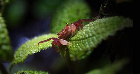 How To Sex Vampire Crabs Identifying Male And Female Vampire Crabs