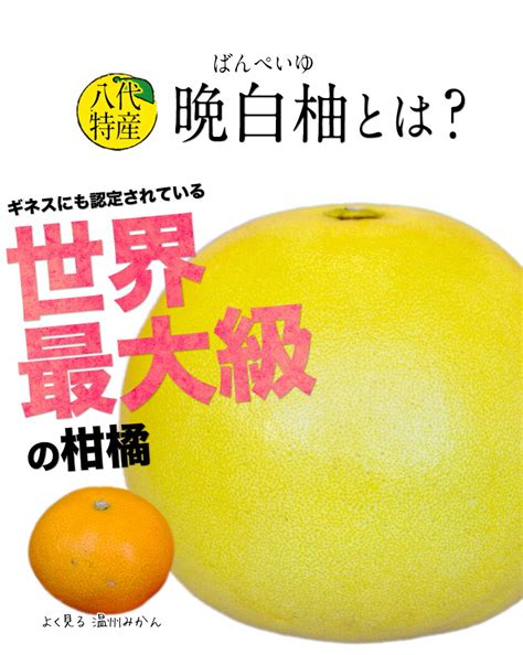 【楽天市場】世界最大級の柑橘 晩白柚 バンペイユ 特選 Lサイズ 2玉入 送料無料 旬 の みかん 柑橘 贈答 フルーツ ギフト 《7