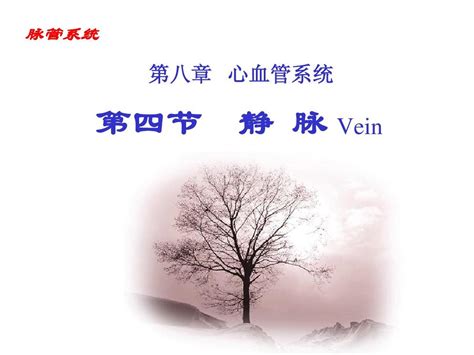 系统解剖学课件 静脉word文档在线阅读与下载无忧文档