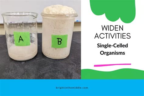 5 Single Celled Organisms Wow Factor Teaching Ideas For Middle School Artofit