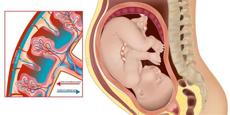 Fetal Position And Placental Blood Circulation In Pregnancy Pregnant