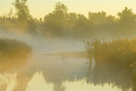 The Edge Of A Foggy Lake With Reed And Withered Wild Flowers In Wetland