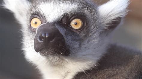 Lemur Eyes