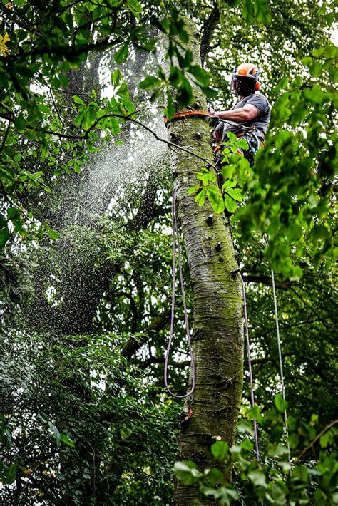 How Do We Remove Large Trees