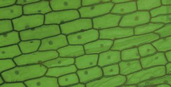 Sizing Up A Molecule Nanooze