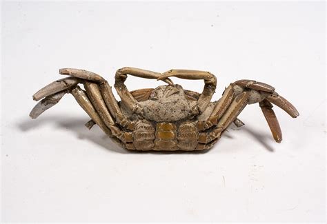 High Quality Crab Macrophthalmus The Natural Canvas