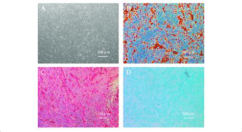 Human Adipose Derived Stem Cells Adscs And Cell Morphology After