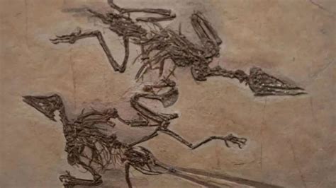 5 Most Interesting Fossils Discovered In The 21st Century