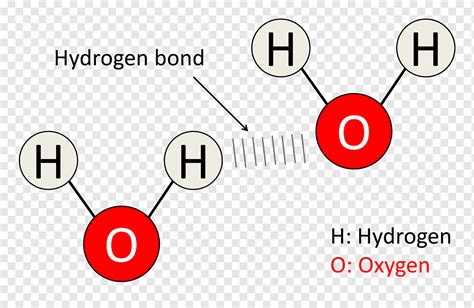Diagram Og Hydrogen Bonds Between Water Molecule 3 11 Bioc