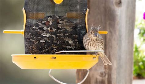 15 Effective Tips To Stop Mess Under Your Bird Feeder