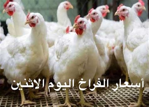 الفراخ الساسو وصلت لـ100 بورصة الدواجن الرئيسية تعلن أسعار اليوم