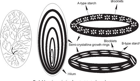 Potato Starch Structure