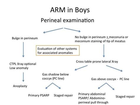 Algorithm For Management Of Male ARM At Birth Download Scientific Diagram