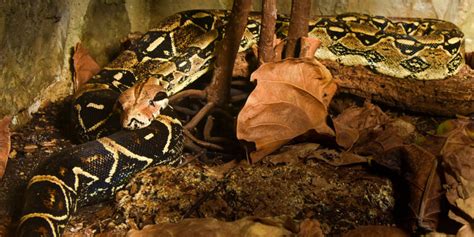 Difference Between Boas And Pythons Explained