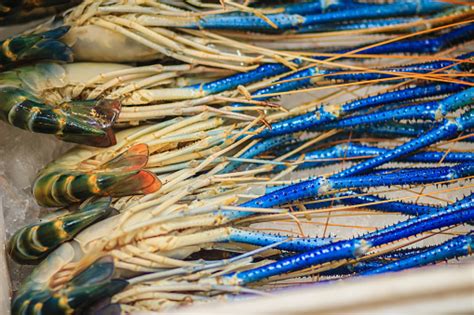 거 대 한 말레이시아의 초대형 크기 거 대 한 강 참새우 또는 거 대 한 민물 새우 로 알려진 새우 Palaemonid 민물 새우의 상업적으로 중요 한 종 갈고리 발톱에