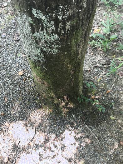 Tree Piss Marking Image 506919 Thisvid Tube