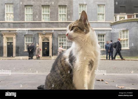 Larry The Cat Chief Mouser To The Cabinet Office Since 2011 In