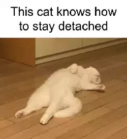 Cat Play Dead Meme  Share With Memix