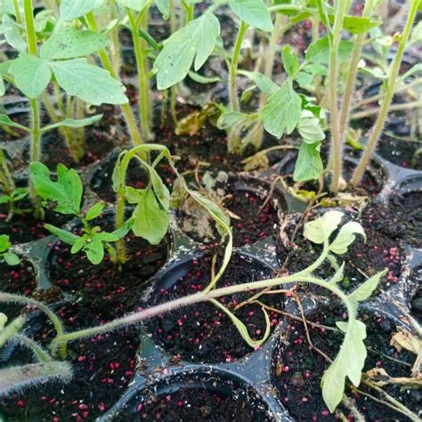 9 Tips To Prevent Blight In Tomato Plants Tomato Garden