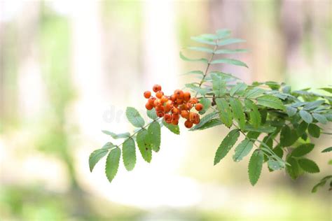 A Bush With Rowan Berries Close Up Stock Image Image Of Bunch Flora 256717959