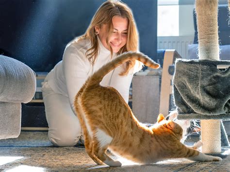 Why Does My Cat Stretch When They See Me Heres What It Means · Kinship
