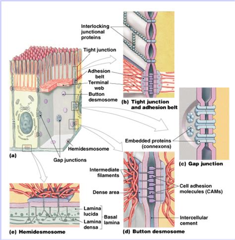 Intracellular Connections Diagram Quizlet